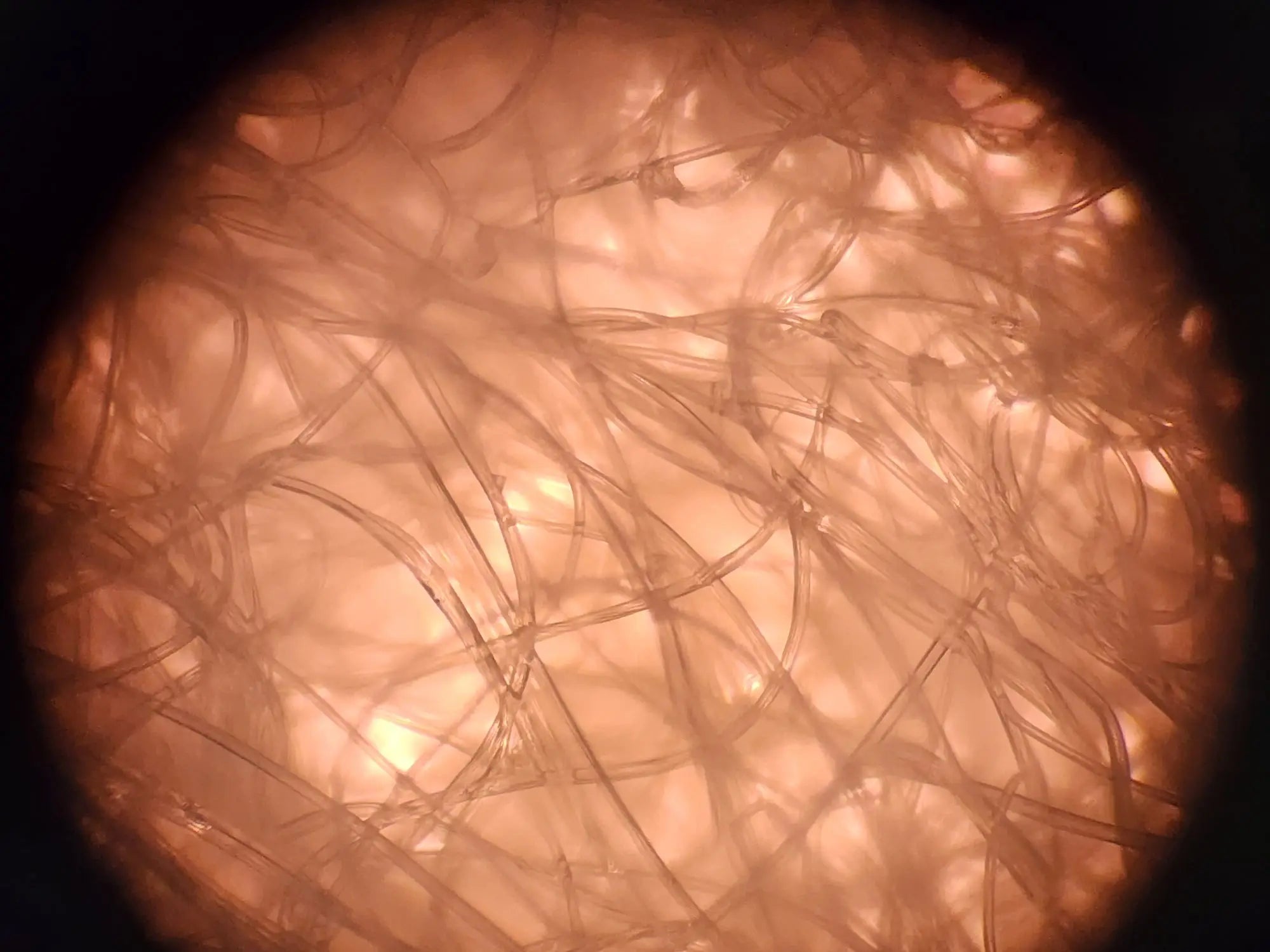 What is Folplex? – Methyl-Life® Supplements