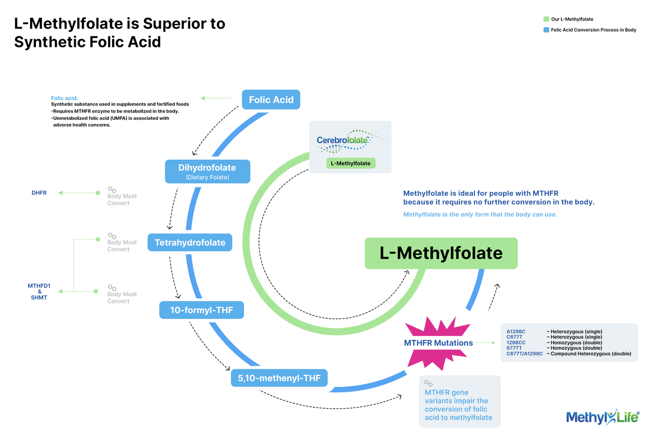 High methylfolate foods – Methyl-Life® Supplements
