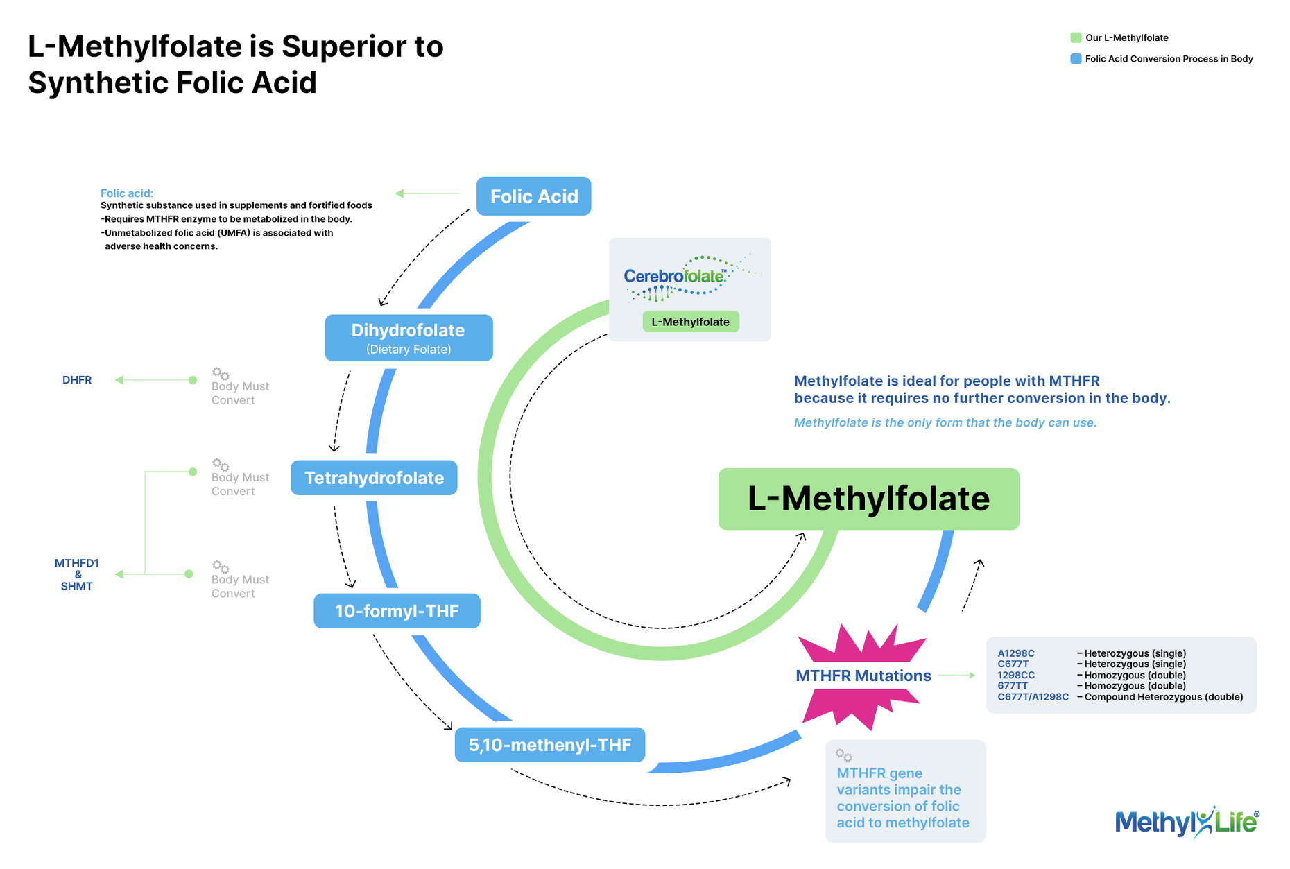 High methylfolate foods – Methyl-Life® Supplements